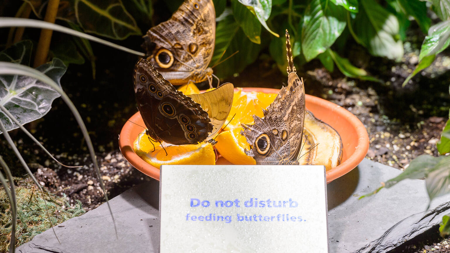 "The Butterfly Conservatory: Tropical Butterflies Alive in Winter" | in ...