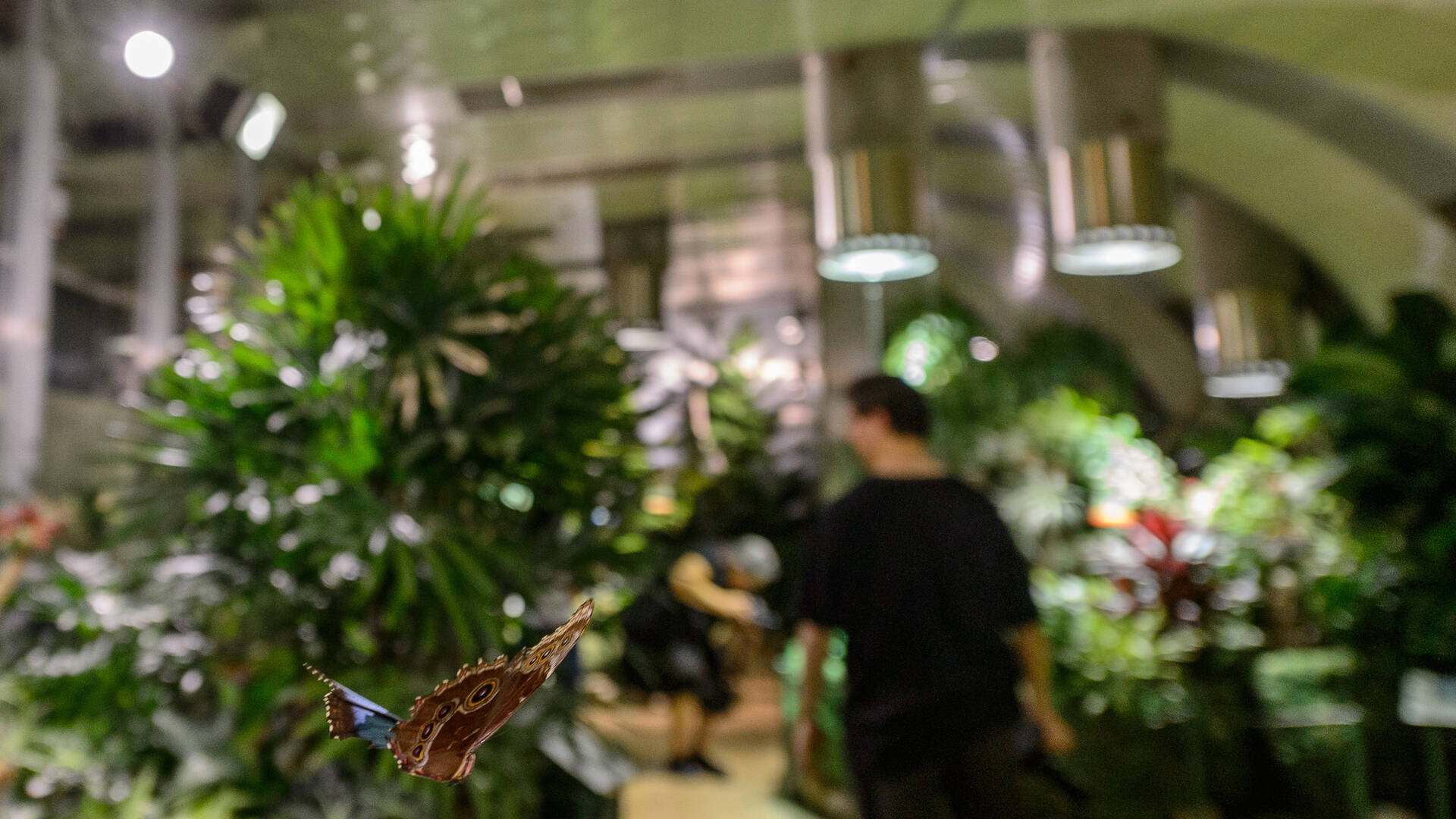 "The Butterfly Conservatory: Tropical Butterflies Alive in Winter" | in ...