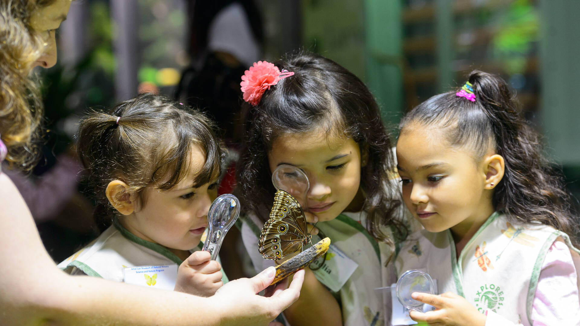 "The Butterfly Conservatory: Tropical Butterflies Alive in Winter" | in ...