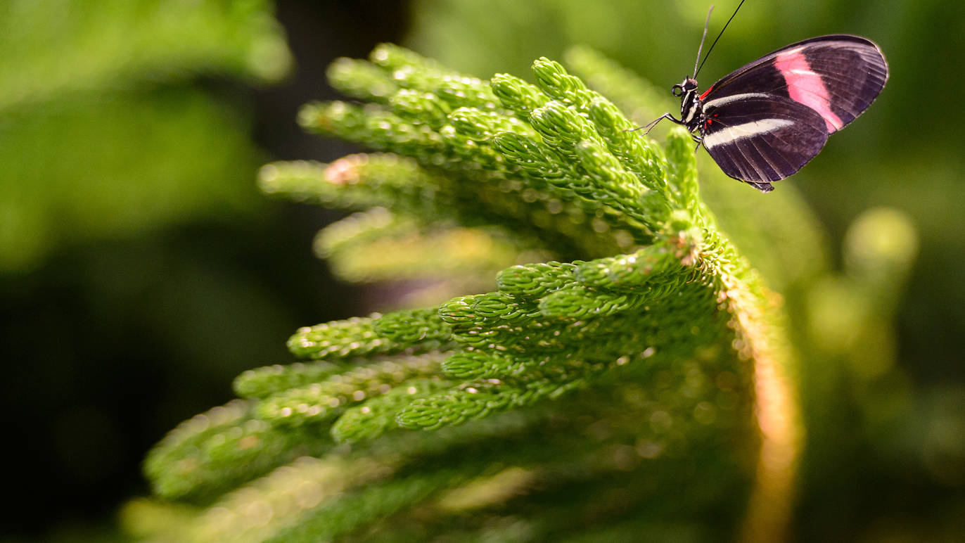 "The Butterfly Conservatory: Tropical Butterflies Alive in Winter" | in ...