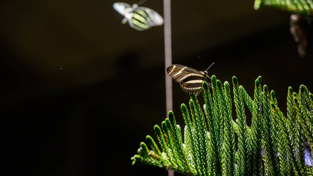 "The Butterfly Conservatory: Tropical Butterflies Alive in Winter" | in ...