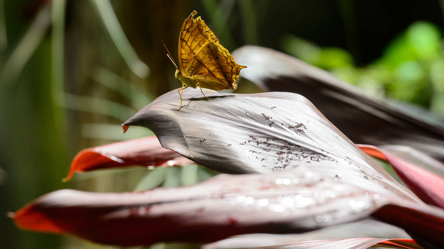"The Butterfly Conservatory: Tropical Butterflies Alive in Winter" | in New York Kids