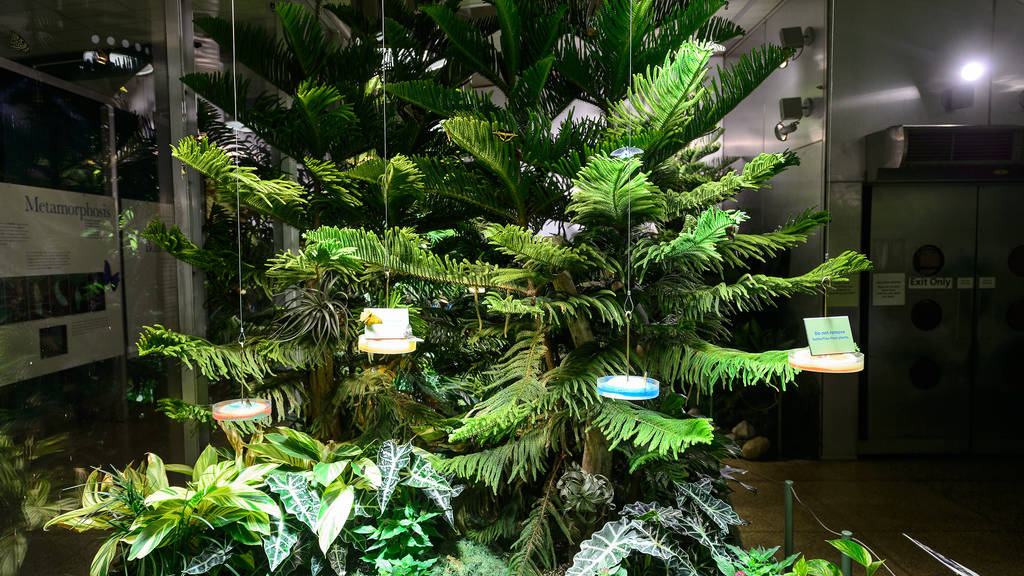 "The Butterfly Conservatory: Tropical Butterflies Alive in Winter" | in ...