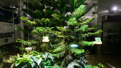 "The Butterfly Conservatory: Tropical Butterflies Alive in Winter" | in ...