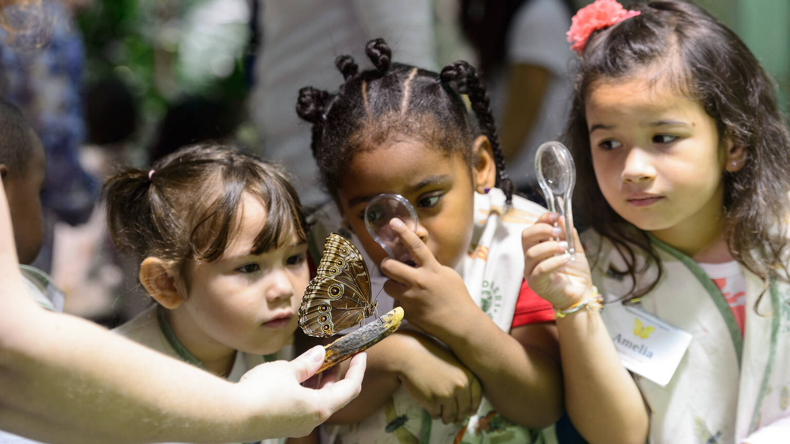 "The Butterfly Conservatory: Tropical Butterflies Alive in Winter" | in New York Kids