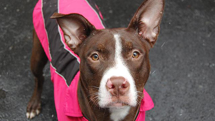 NYC pet guide: Where to adopt pets for New York City families