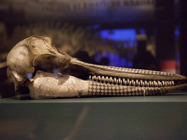 Whale show opens at the American Museum of Natural History