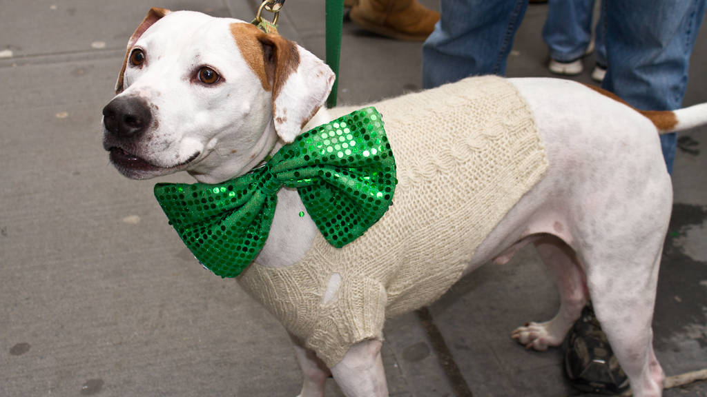 Best annual pet events for families in New York City