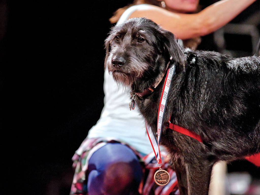 Best annual pet events for families in New York City