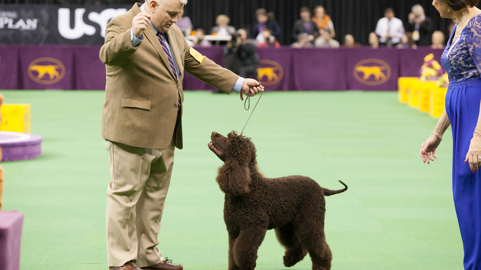 Best annual pet events for families in New York City