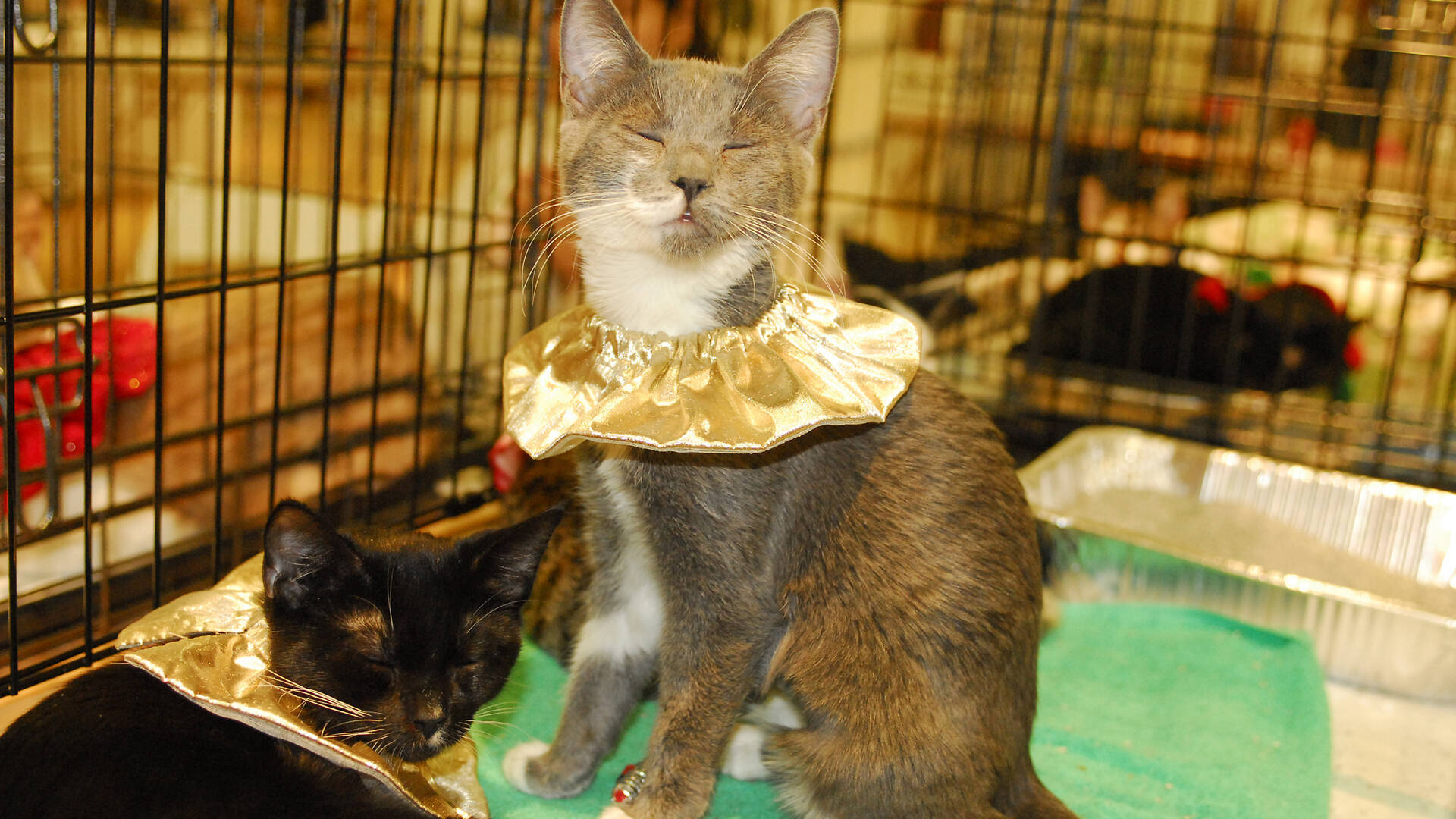 Best annual pet events for families in New York City