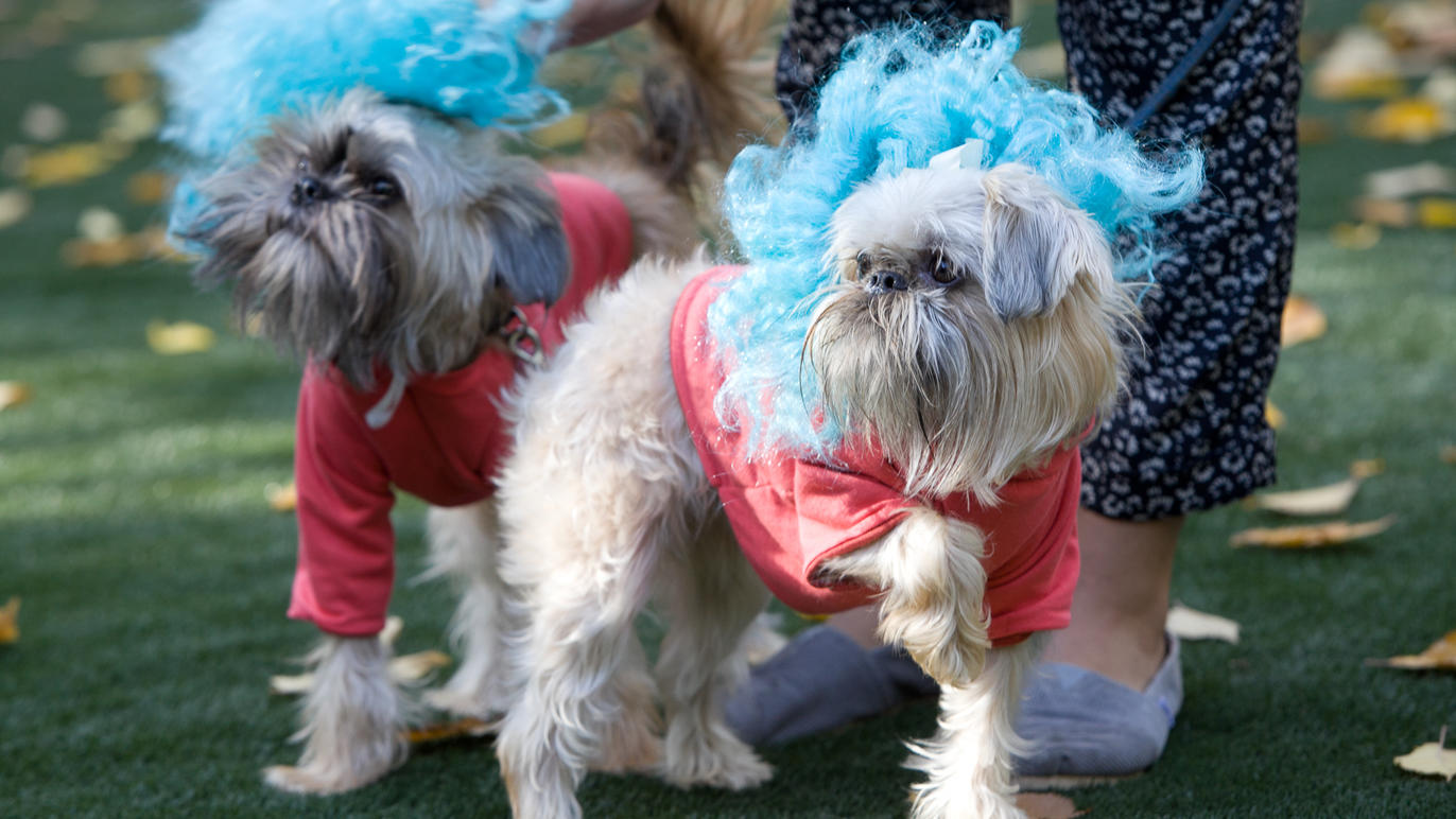 Best annual pet events for families in New York City