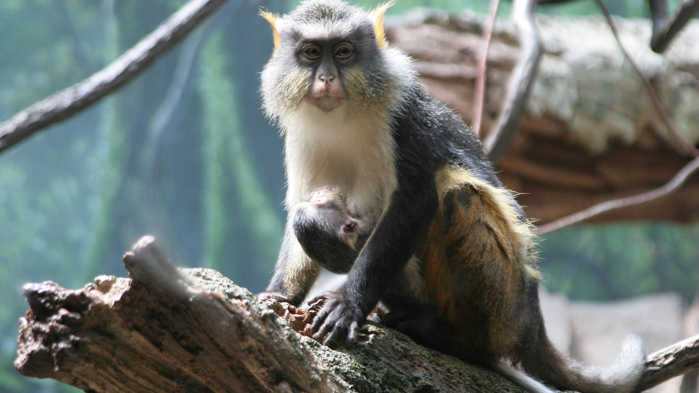 Bronx Zoo Wildlife Conservation Society | Bronx, NY | Attractions in ...