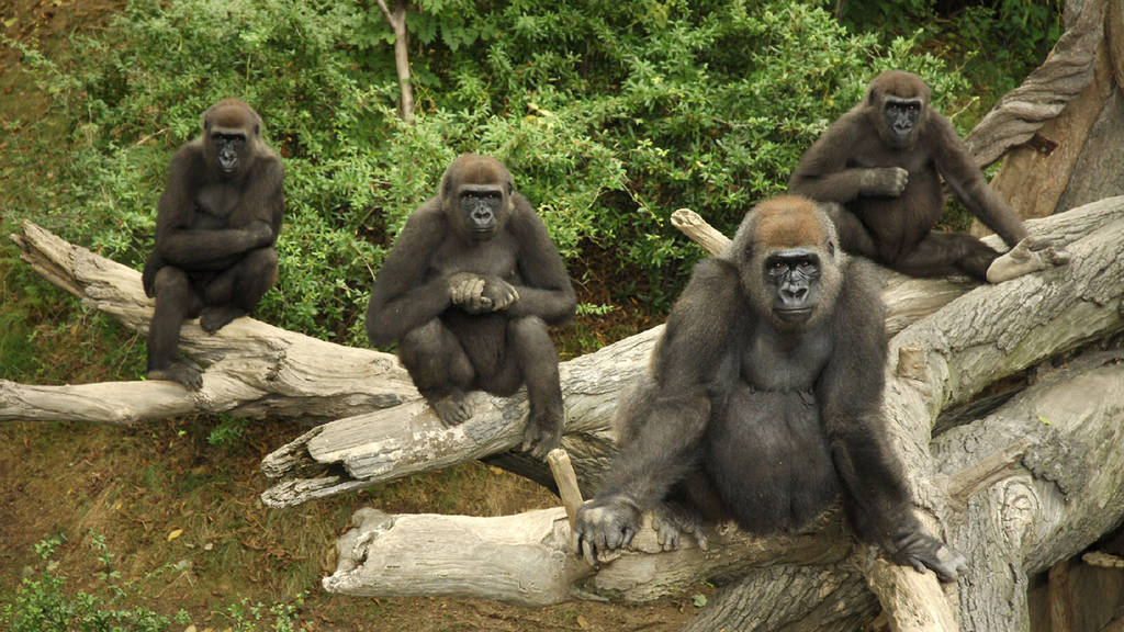 Bronx Zoo Wildlife Conservation Society | Bronx, NY | Attractions in ...