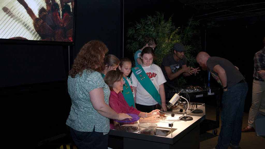 Five things to do at the new museum exhibit "Spiders Alive!"