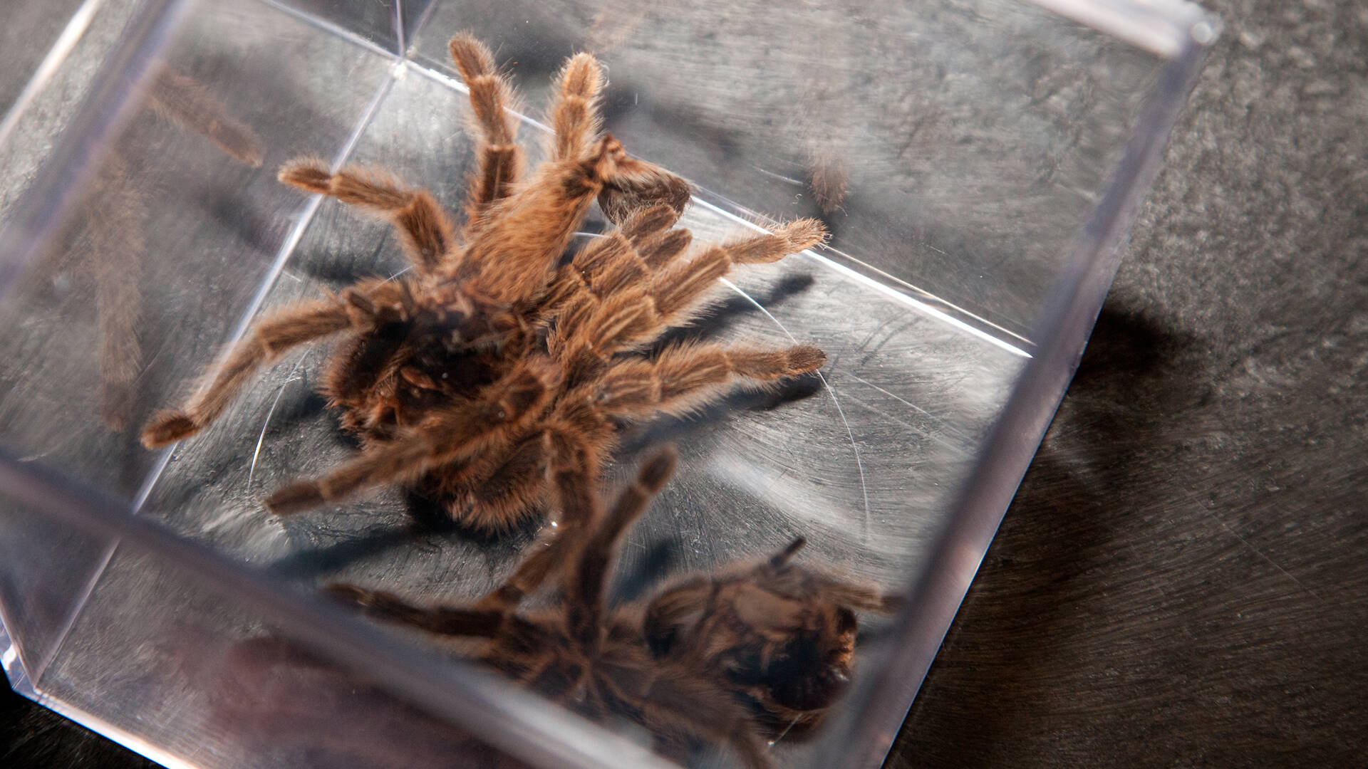 Five things to do at the new museum exhibit "Spiders Alive!"