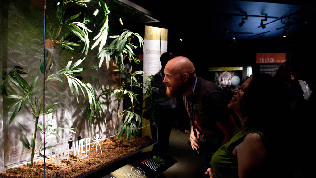Five things to do at the new museum exhibit "Spiders Alive!"