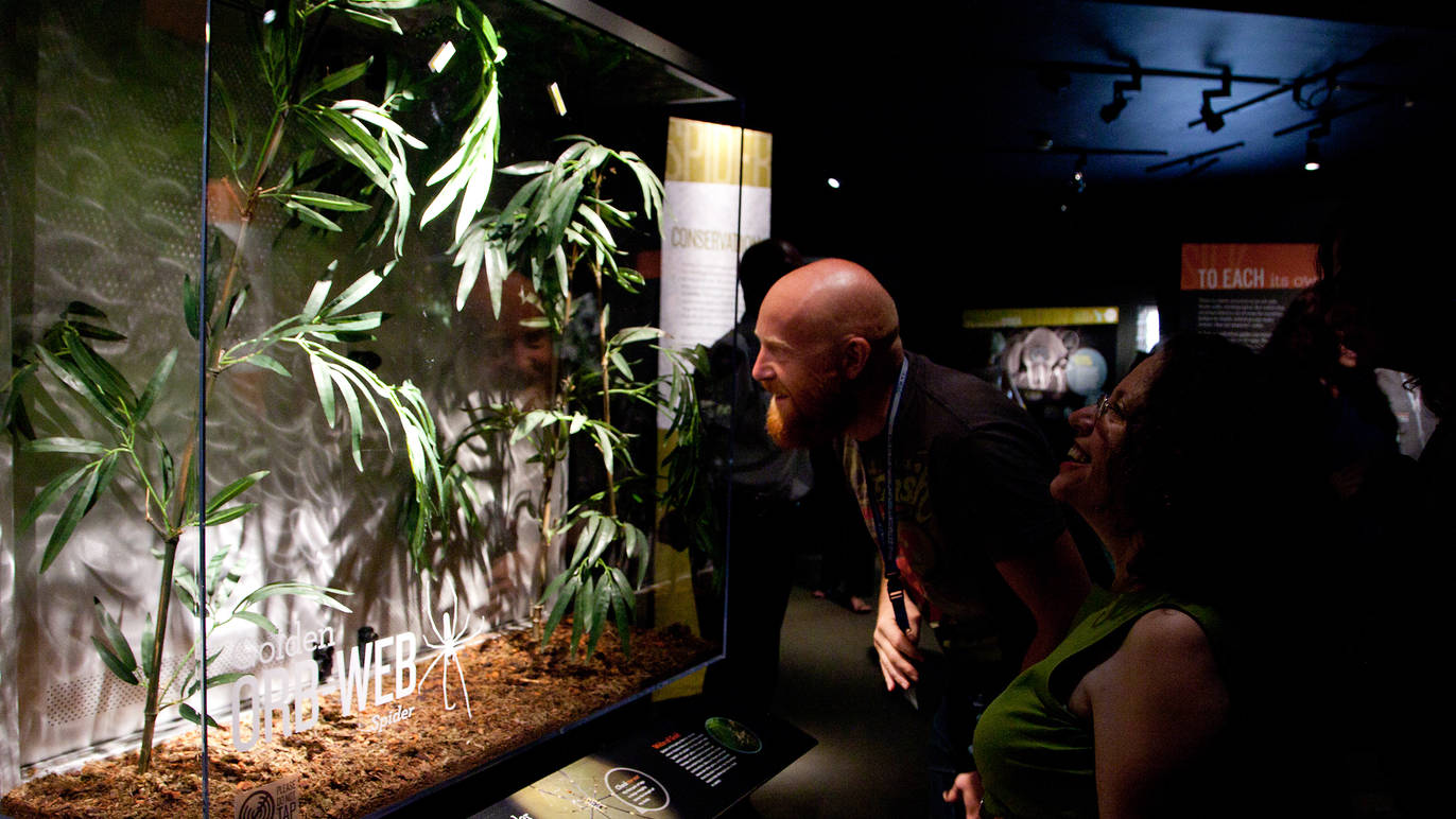 Five things to do at the new museum exhibit "Spiders Alive!"