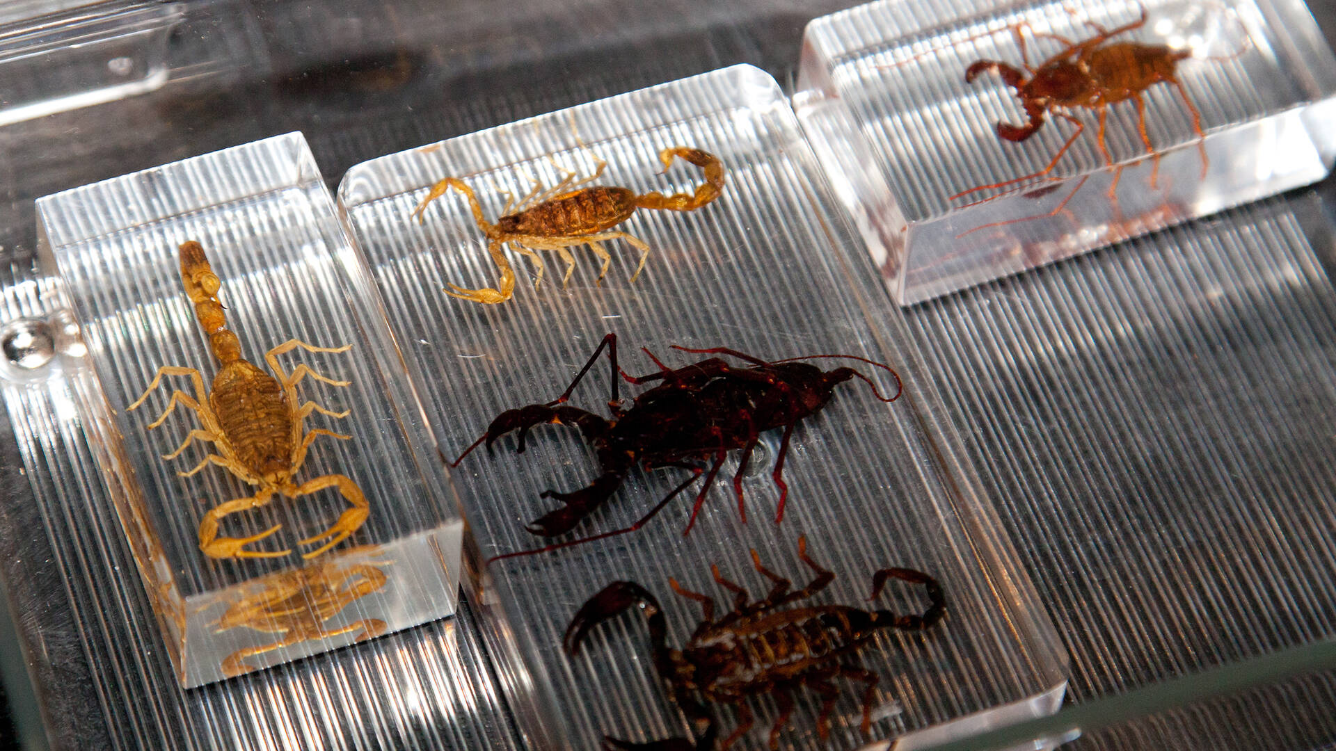 Five things to do at the new museum exhibit "Spiders Alive!"