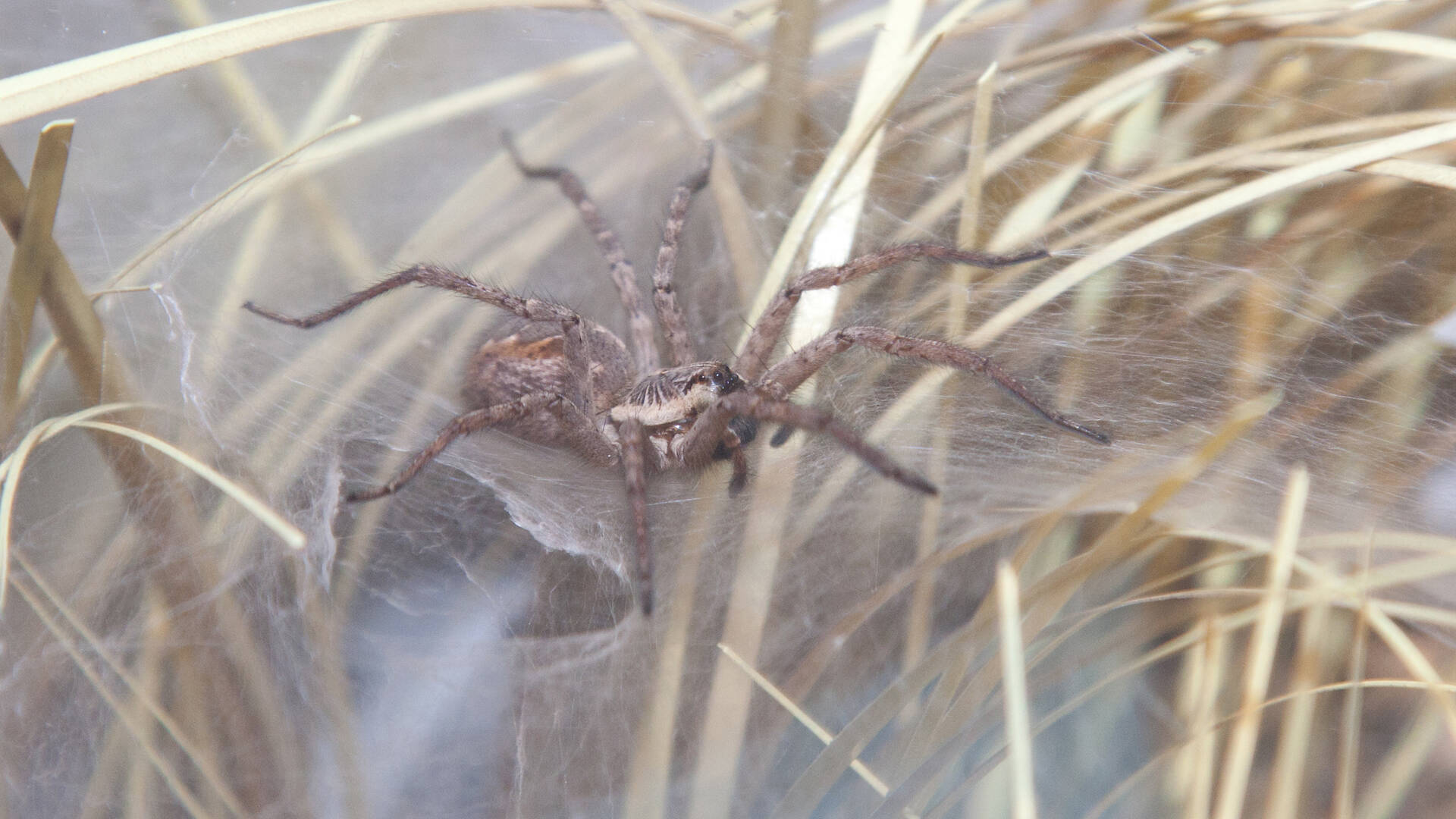 Five things to do at the new museum exhibit "Spiders Alive!"