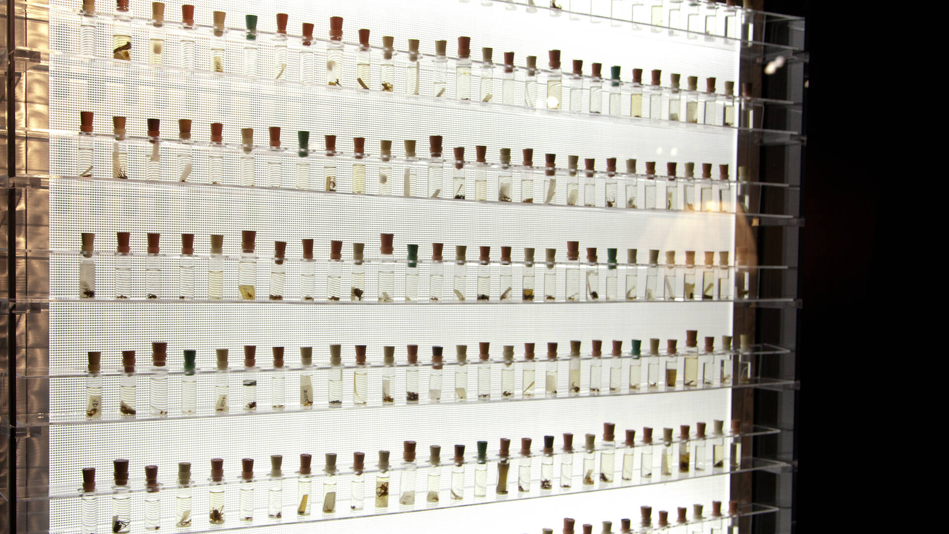 Five things to do at the new museum exhibit "Spiders Alive!"