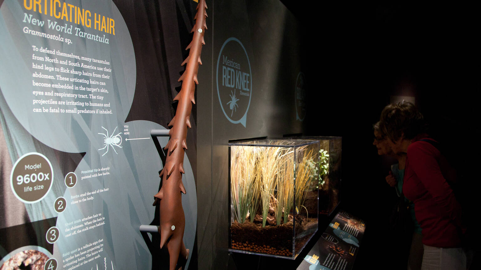 Five things to do at the new museum exhibit "Spiders Alive!"