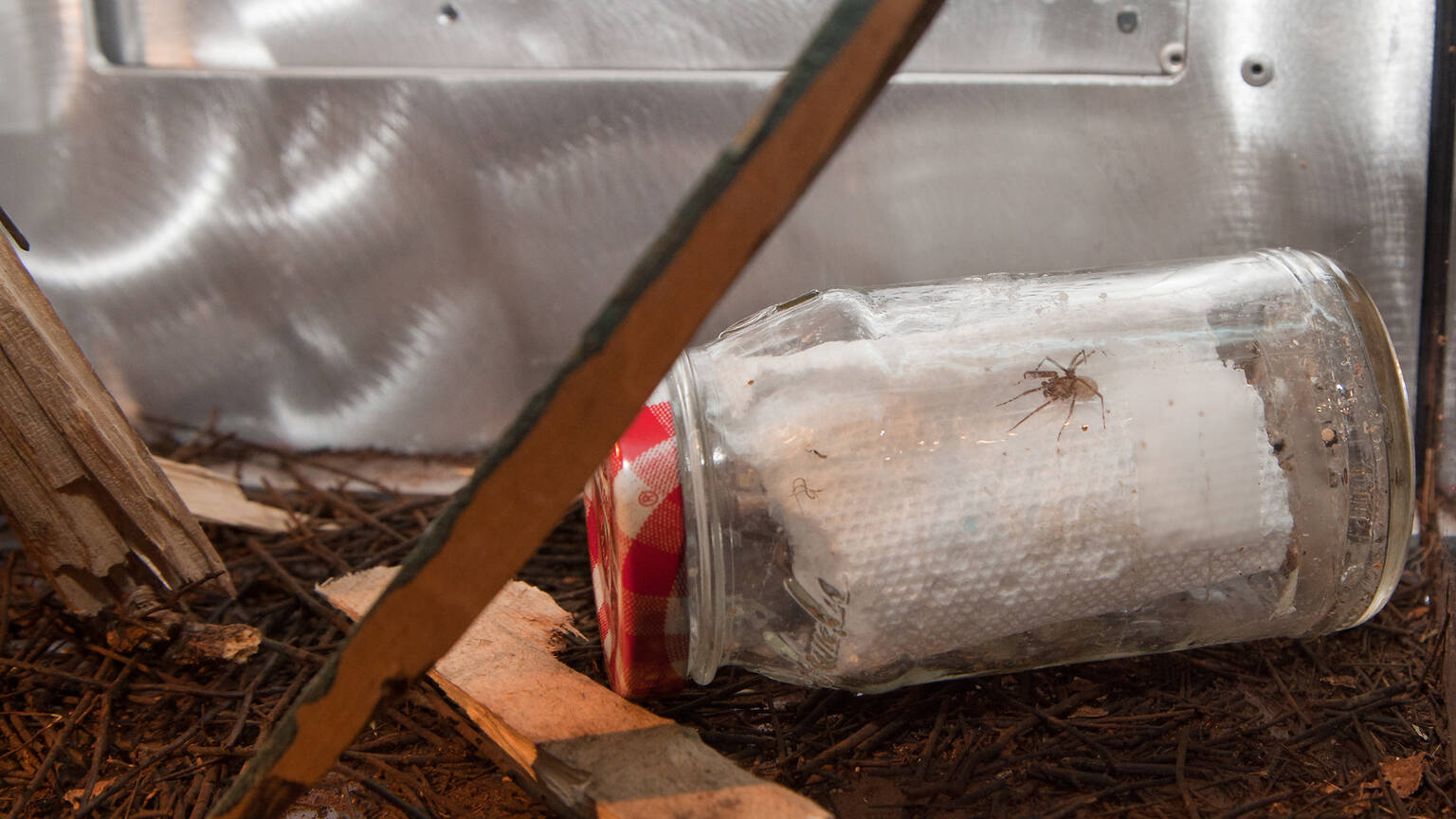 Five things to do at the new museum exhibit "Spiders Alive!"
