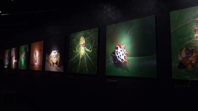 Five things to do at the new museum exhibit "Spiders Alive!"