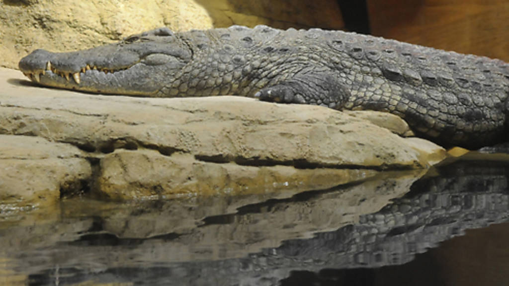 Wild Isle: Bronx Zoo: Madagascar!