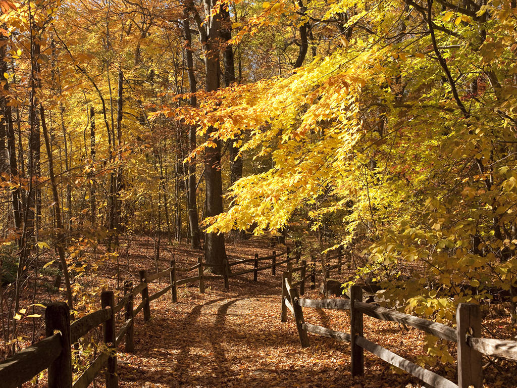 Fall Foliage in NYC: Best Spots To See It in 2025