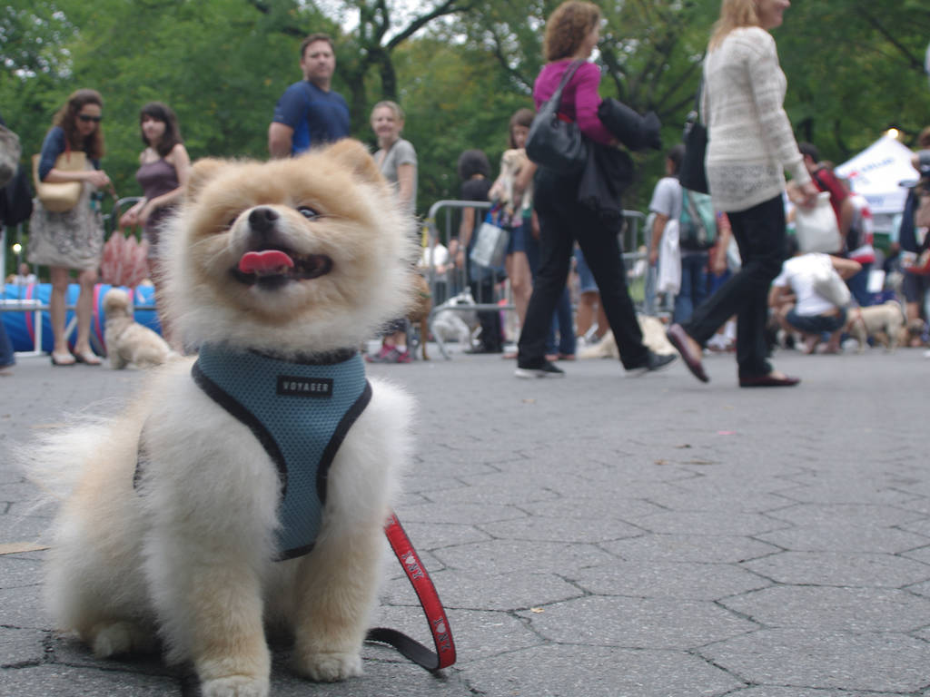 Best annual pet events for families in New York City
