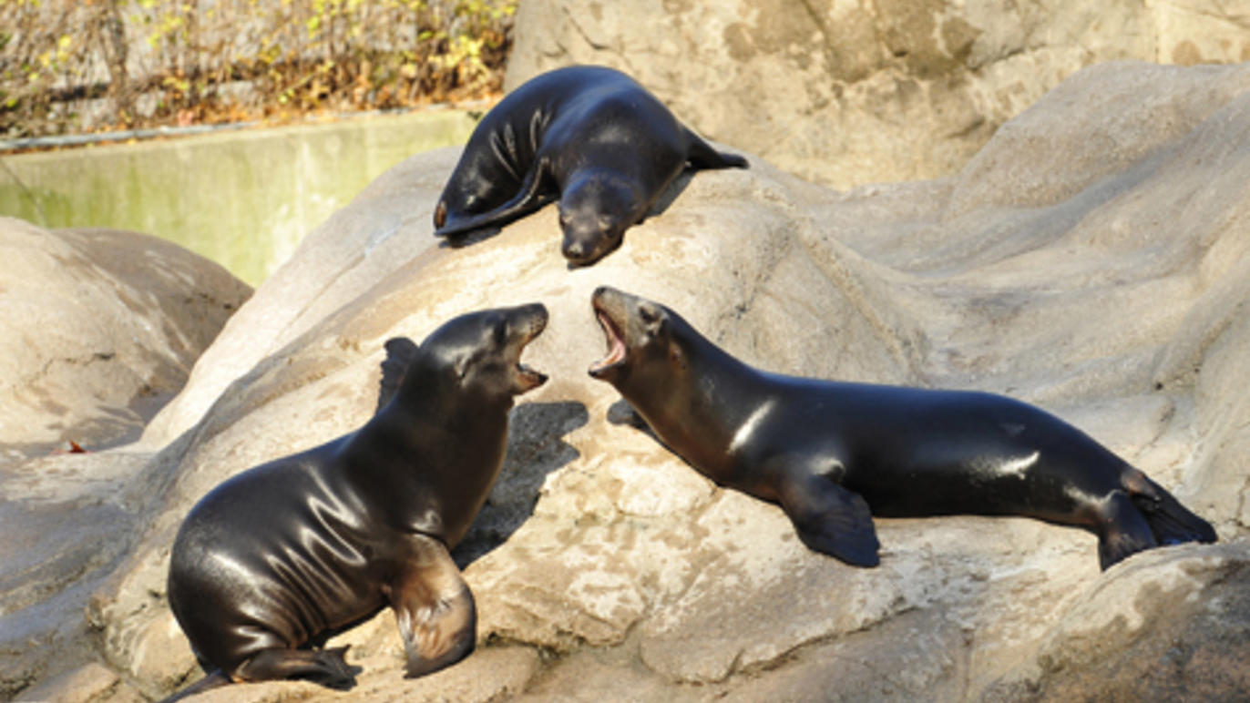 Bronx Zoo Wildlife Conservation Society | Bronx, NY | Attractions in ...