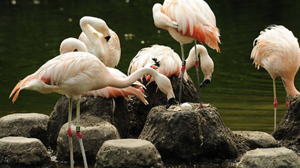 Bronx Zoo: Animal exhibits, zoo events & nearby family attractions