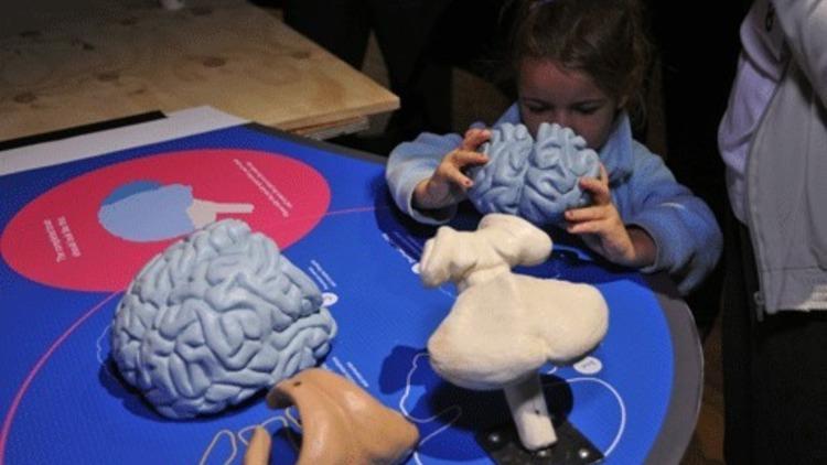 "Brain: The Inside Story"