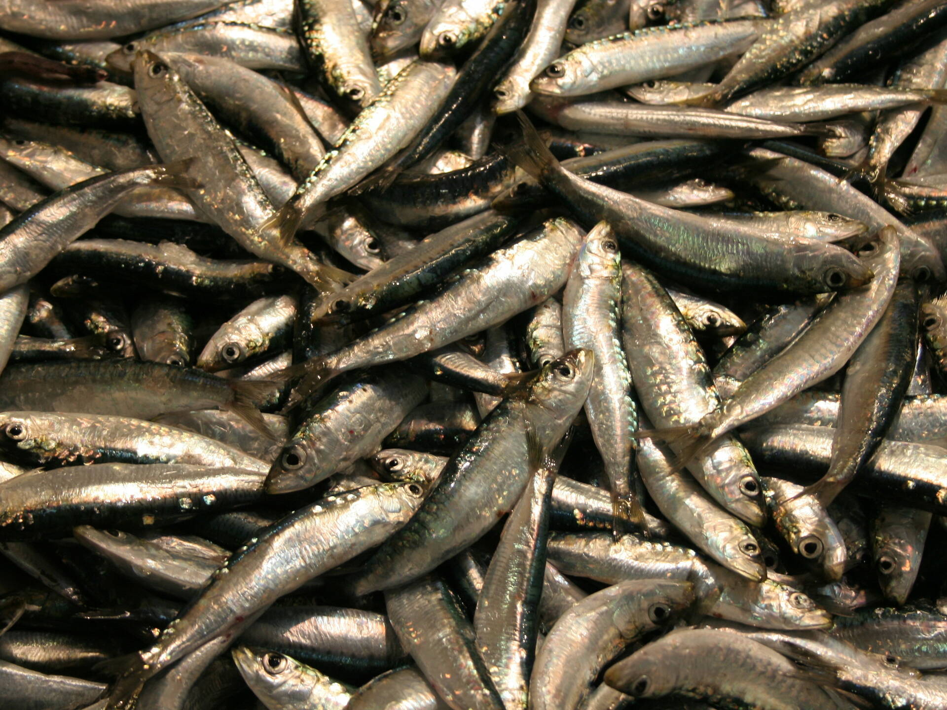 Things to do in Makarska | 20 Great Things to Do | Time Out Croatia