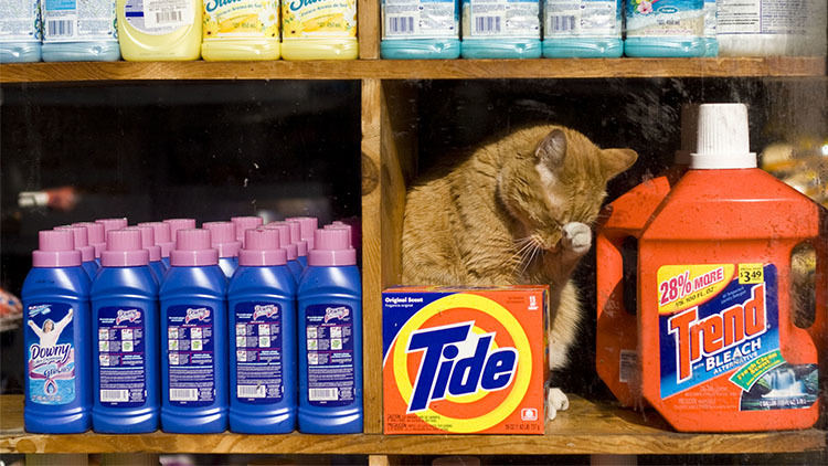 This artist is posting adorable illustrations of bodega cats on Instagram