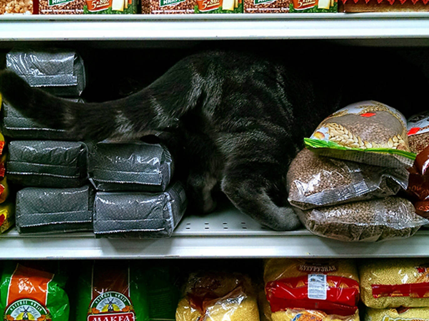 Shop isles of cuteness with these adorable photos of bodega cats