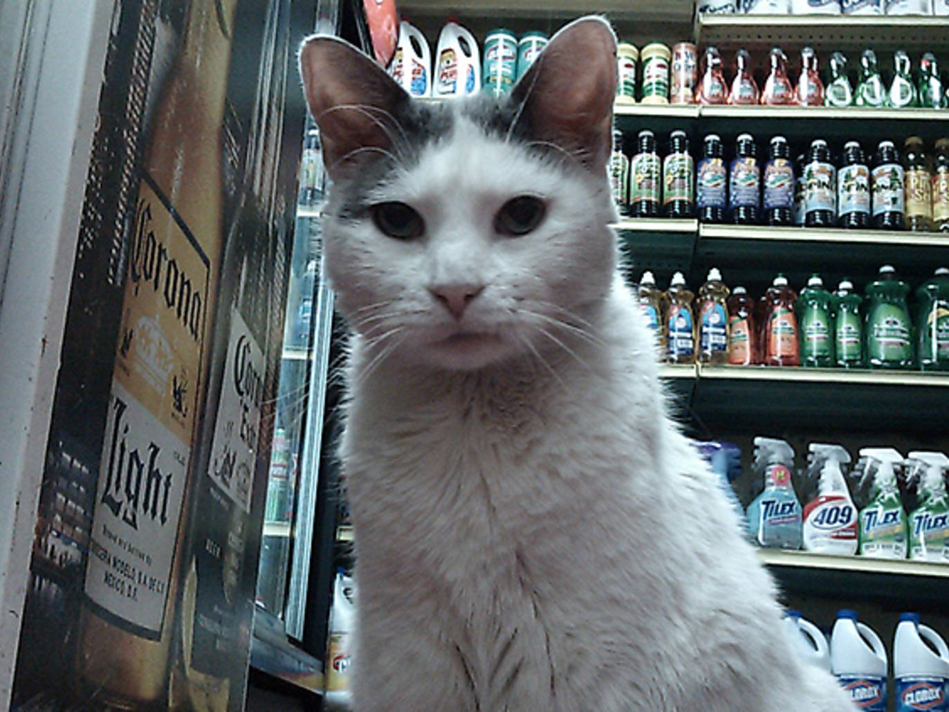 Shop isles of cuteness with these adorable photos of bodega cats