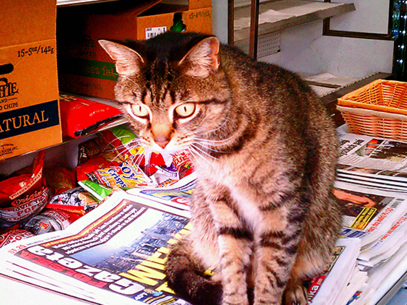 Shop isles of cuteness with these adorable photos of bodega cats