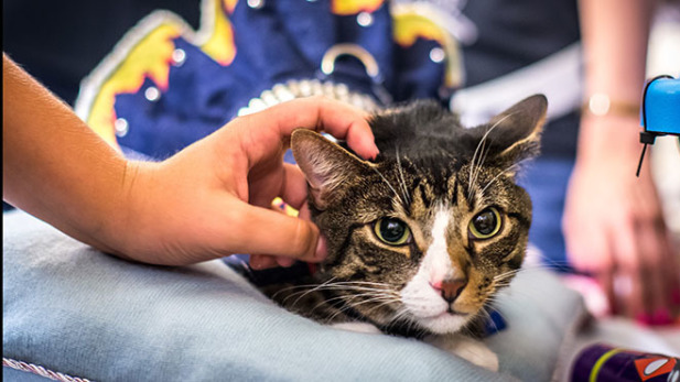 The first-ever cat summer camp is coming to New York