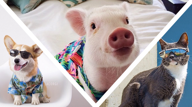 10 cutest LA pet Instagram accounts
