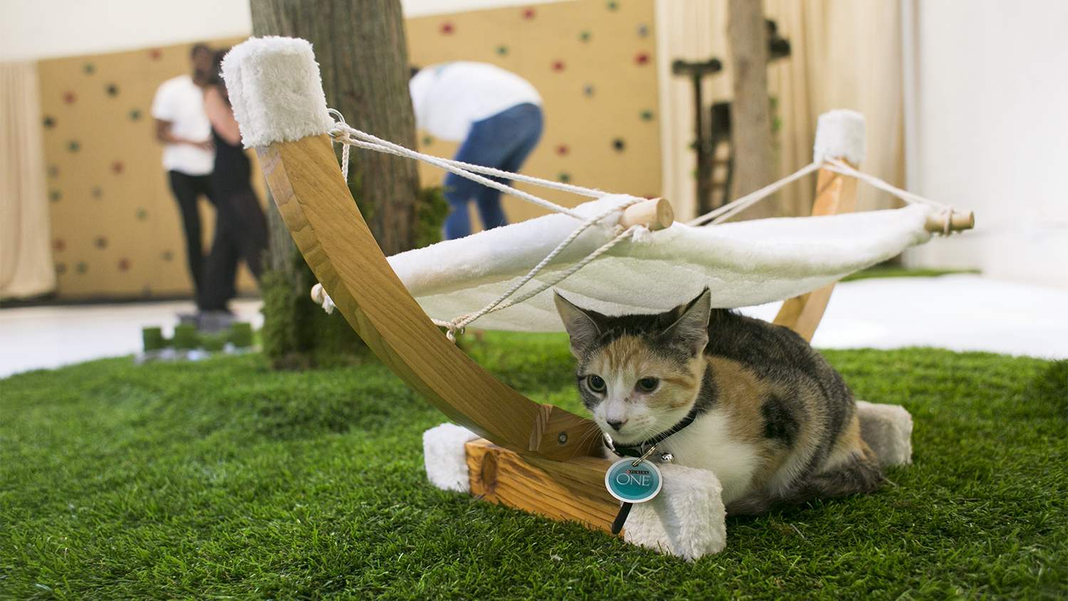 Purina One's Cat Camp pop-up hits NYC