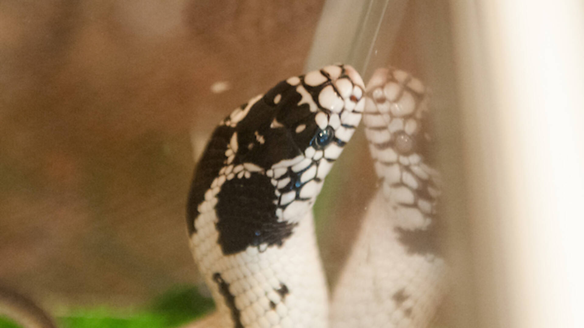 Tokyo Snake Center | Restaurants in Harajuku, Tokyo