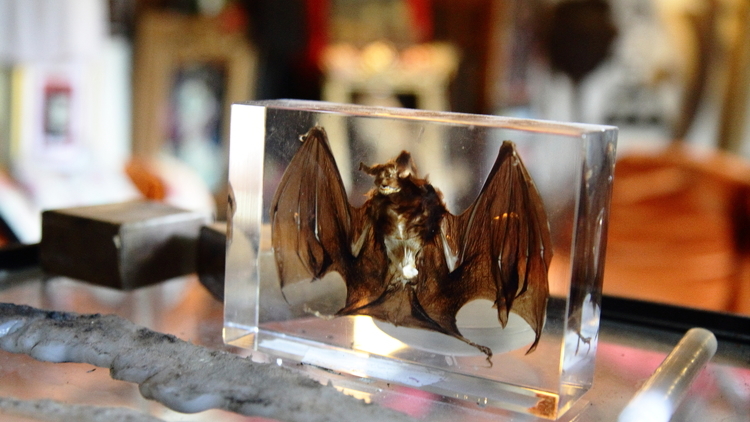 Le Musée des vampires | Museums in Paris et sa banlieue, Paris