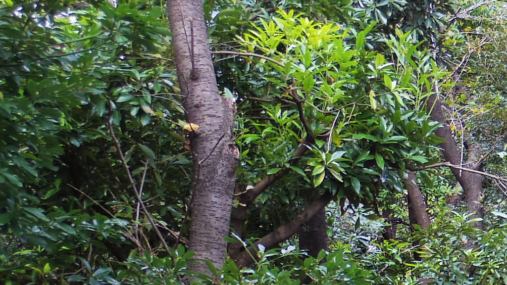 Oimachi area guide | Time Out Tokyo