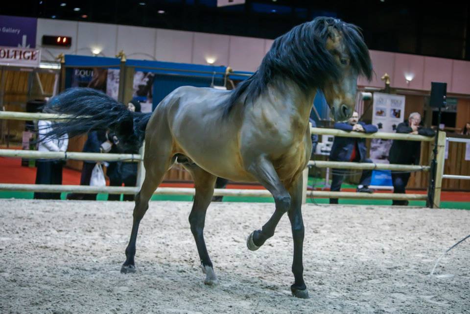 Le Salon du Cheval de Paris | November 26-December 6 2015 | Parc des ...