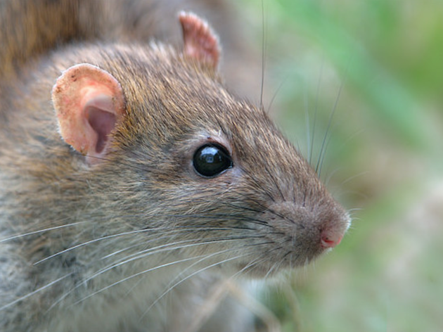 Everything you need to know about rats in Chicago