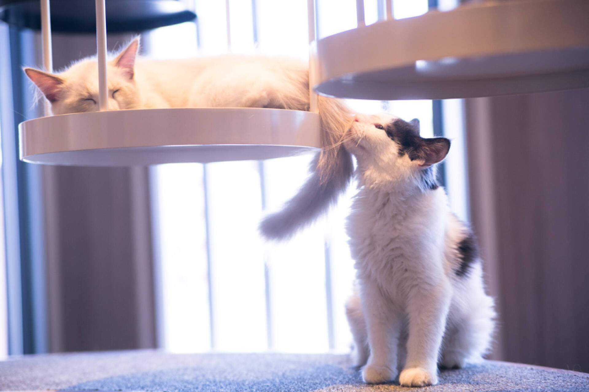 Neko Cafe MoCHA Shibuya | Restaurants in Shibuya, Tokyo