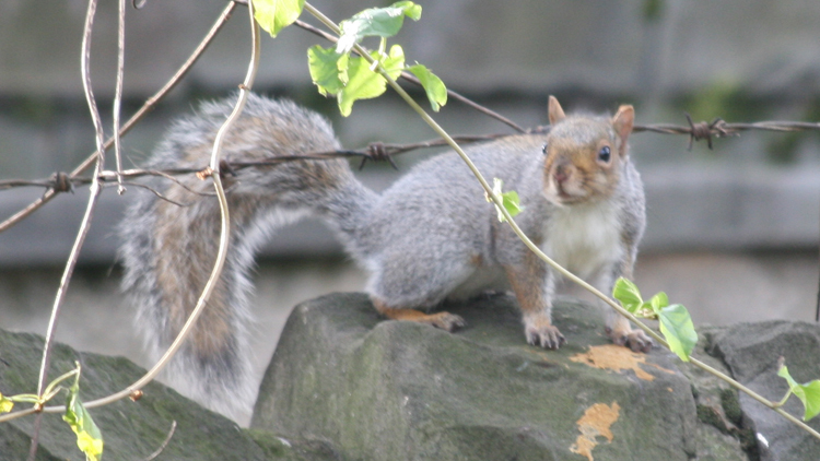 22 eye-catching pictures of Edinburgh's animal kingdom