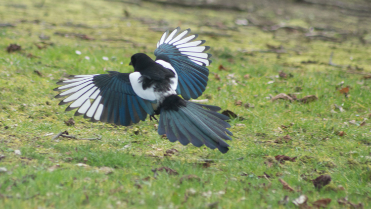 22 eye-catching pictures of Edinburgh's animal kingdom